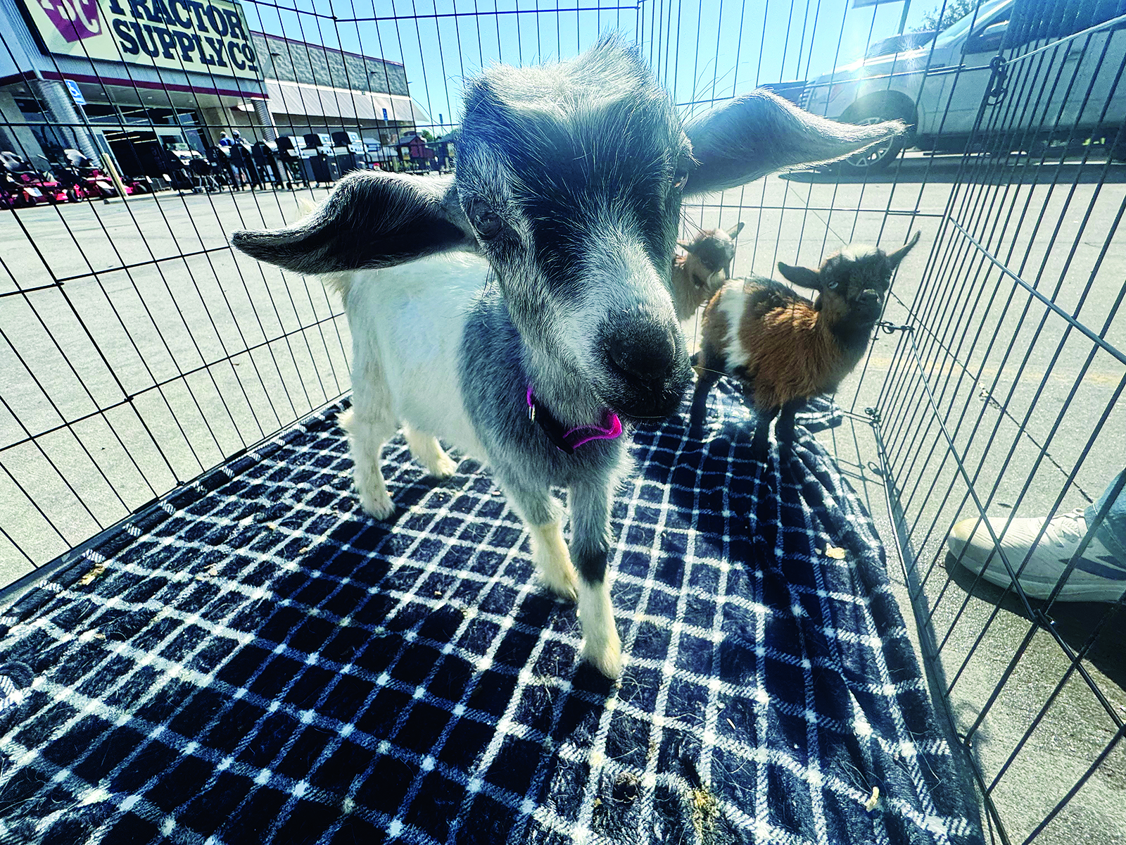 Local farmers markets offer homemade items | Eunice News